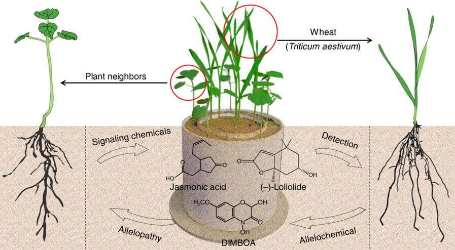 Backster Effekti - Bitkilərin hissləri • SCIENCE ARC